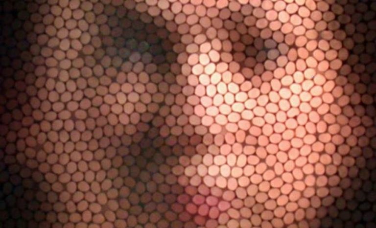 Bees and wasps can recognize human faces - La school 4 education